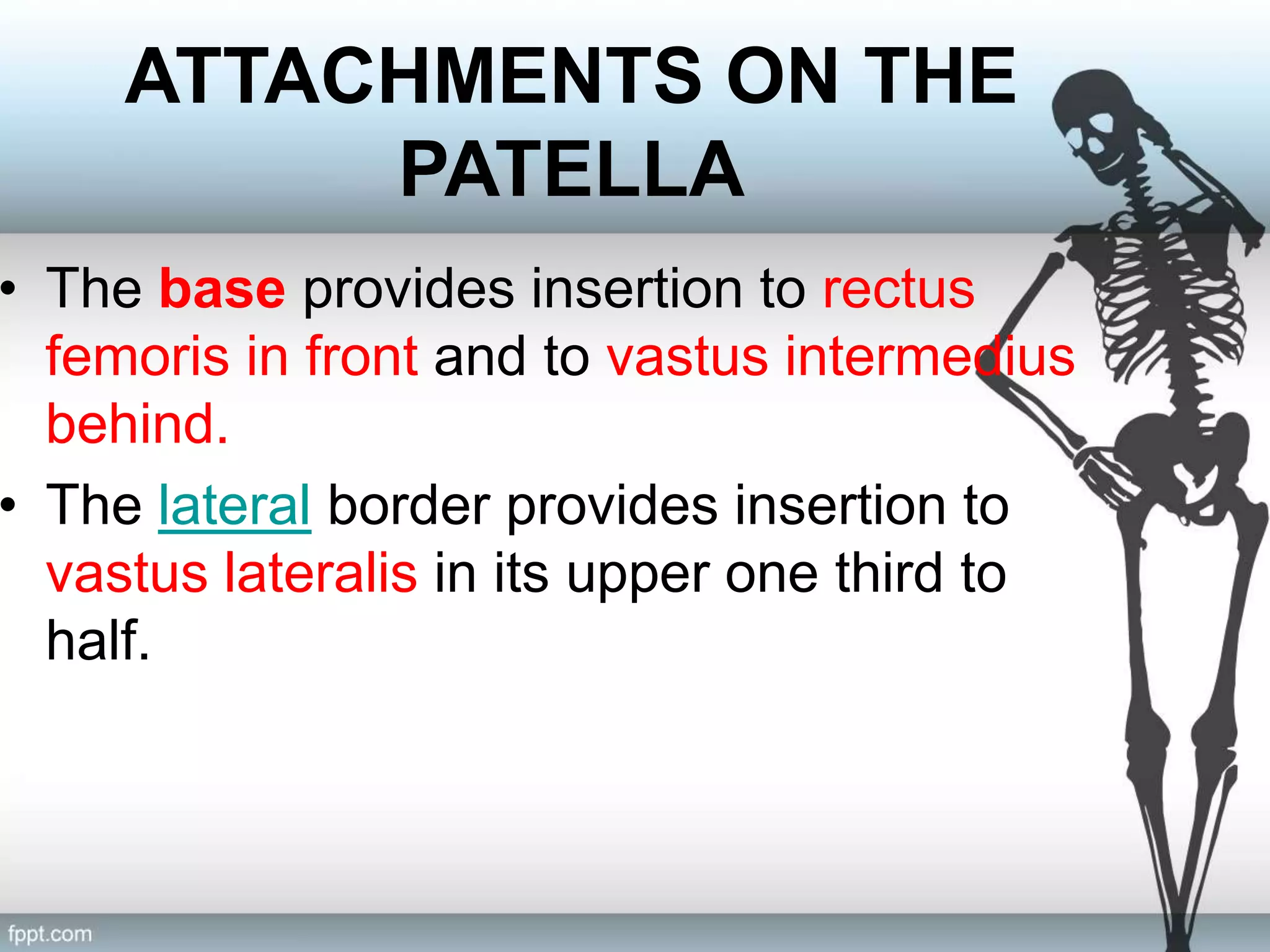 Lec 4 patella | PPT