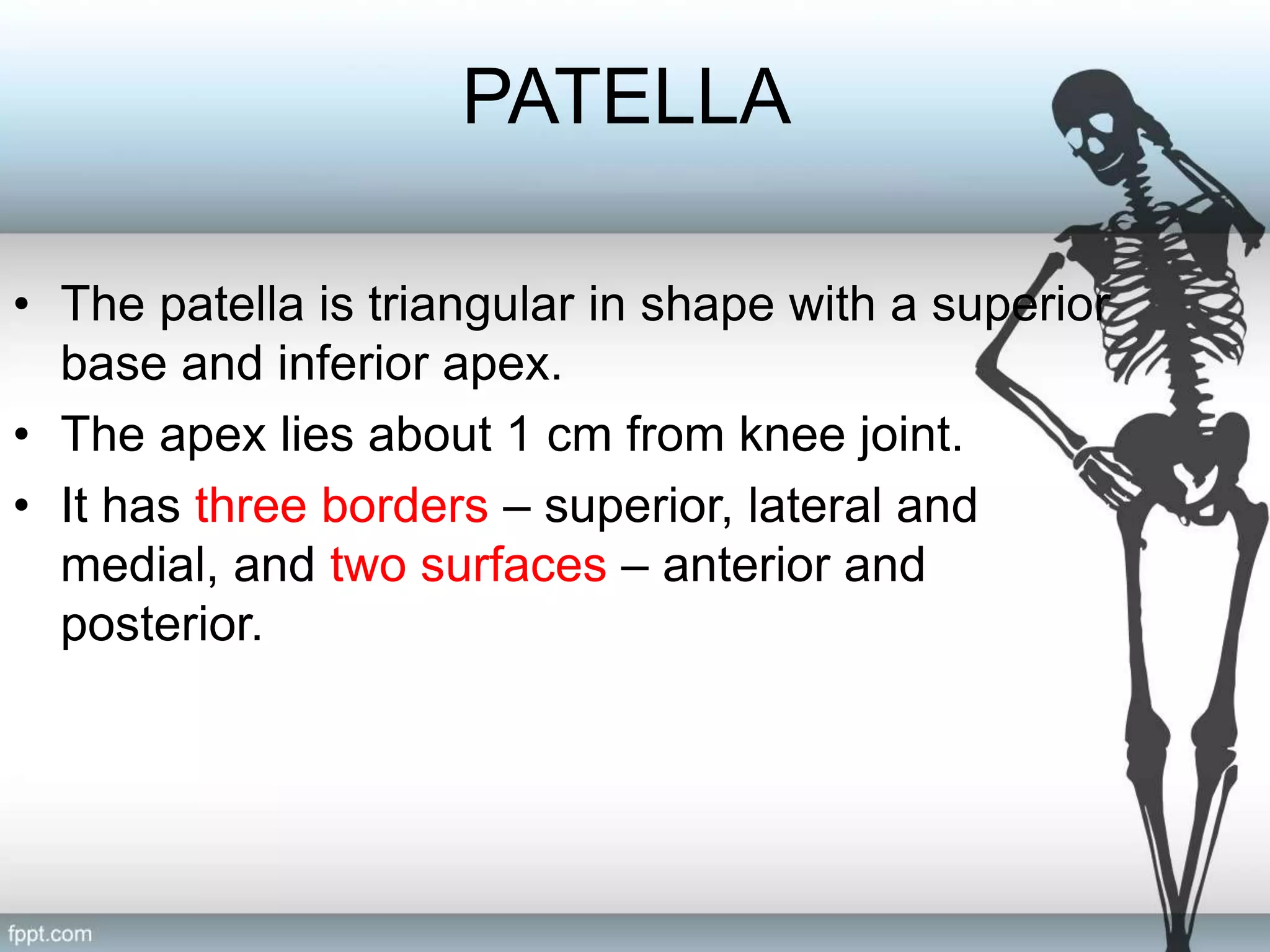 Lec 4 patella | PPT