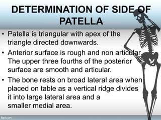 Lec 4 patella | PPT