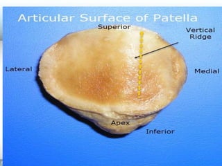 Lec 4 patella | PPT