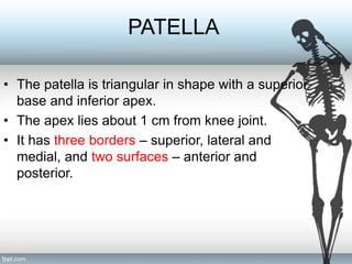 Lec 4 patella | PPT