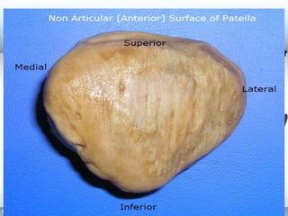Lec 4 patella | PPT