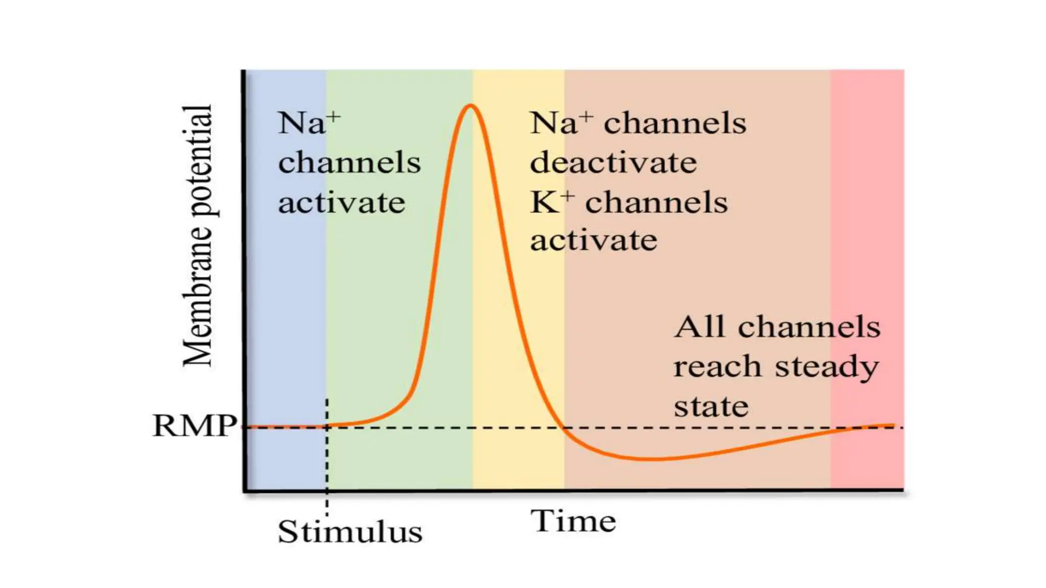 LEC 4,Properties of action potential - Copy.pptx