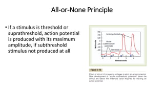 LEC 4,Properties of action potential - Copy.pptx | Chemistry | Science