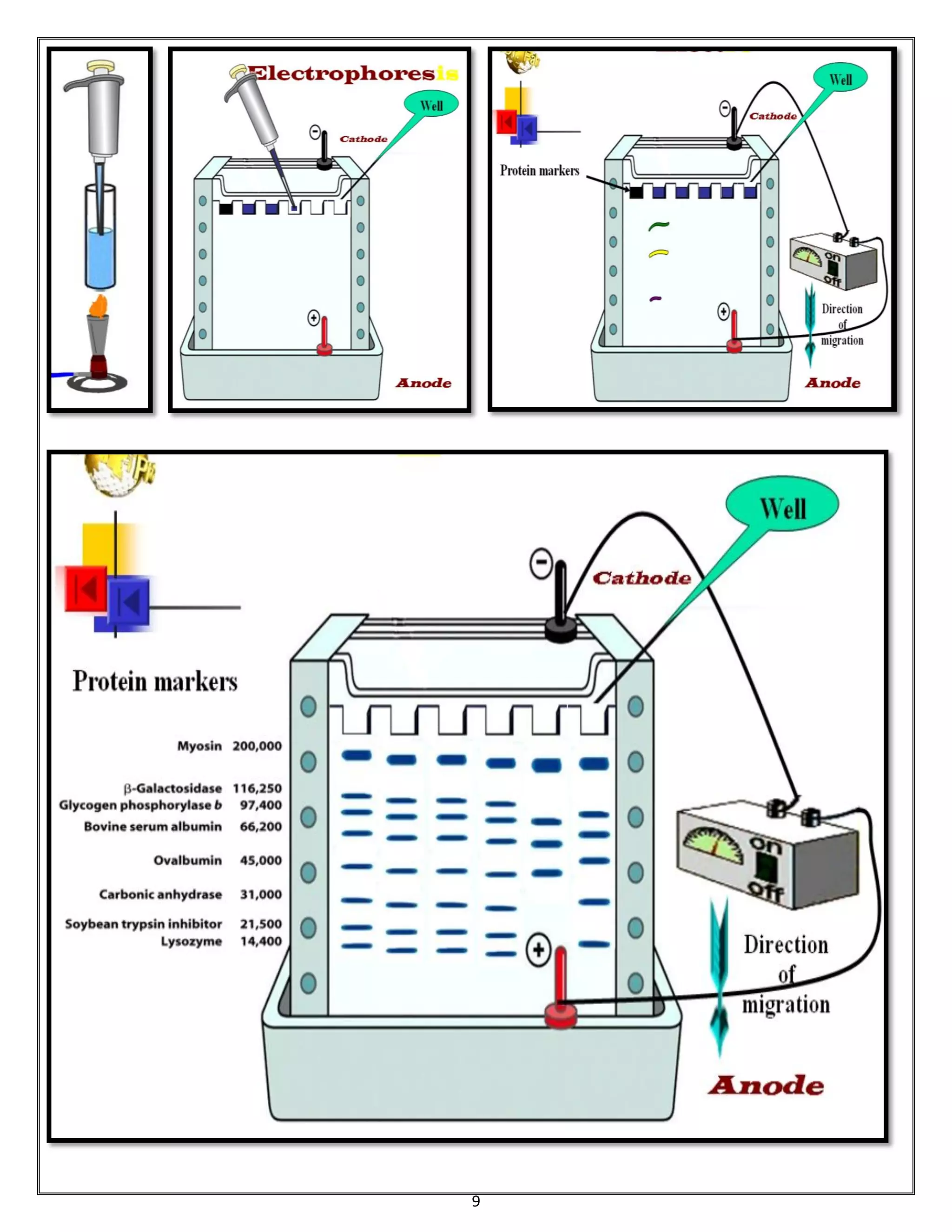 Protein Electrophoresis & Gas Liquid Chromatography & HPLC Applications ...