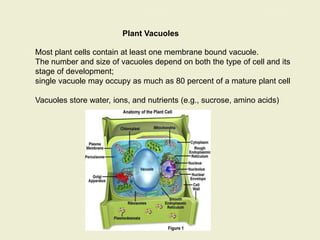 Structure of cell and its components | PPT