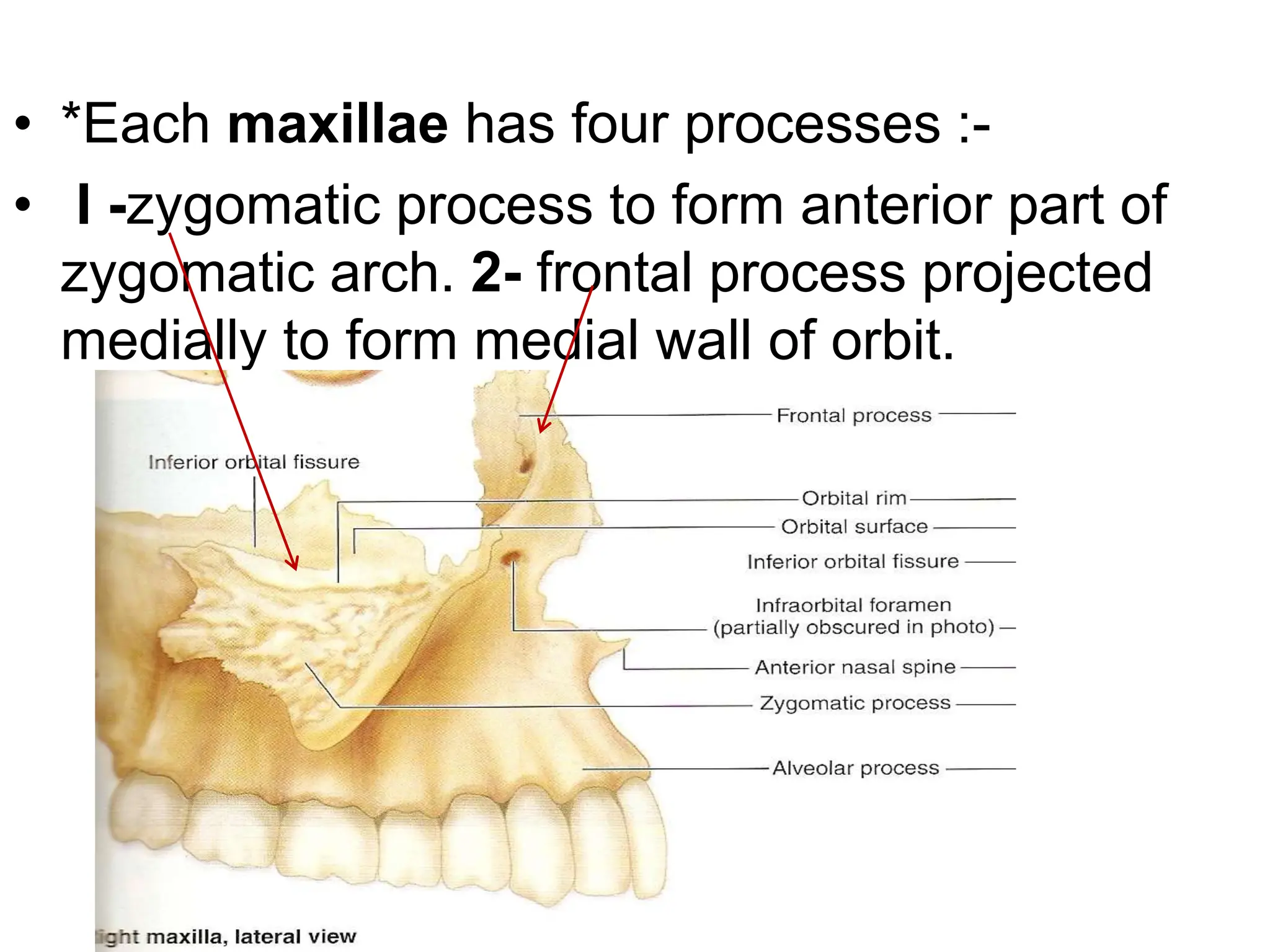Lecture five of head and neck anatomy.ppt