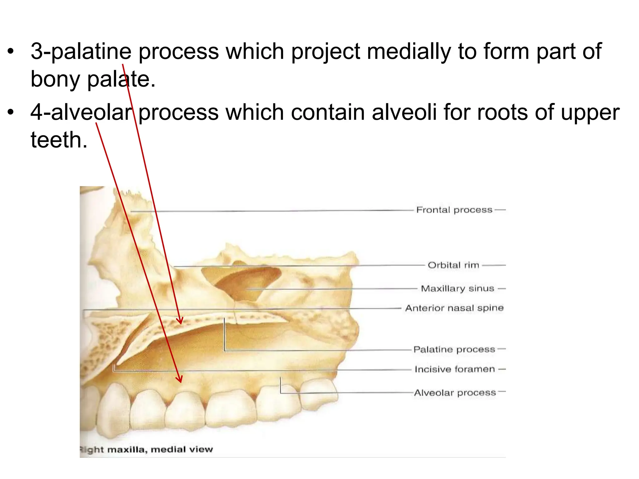 Lecture five of head and neck anatomy.ppt