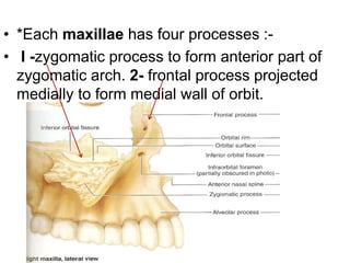 Lecture five of head and neck anatomy.ppt