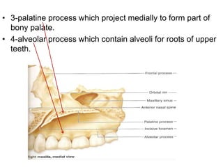 Lecture five of head and neck anatomy.ppt