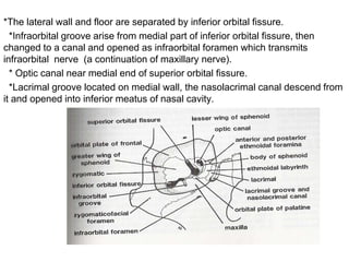Lecture five of head and neck anatomy.ppt