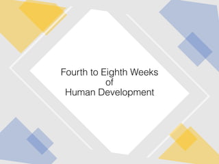 lec 5- week 4-8 weeks of development.pdf