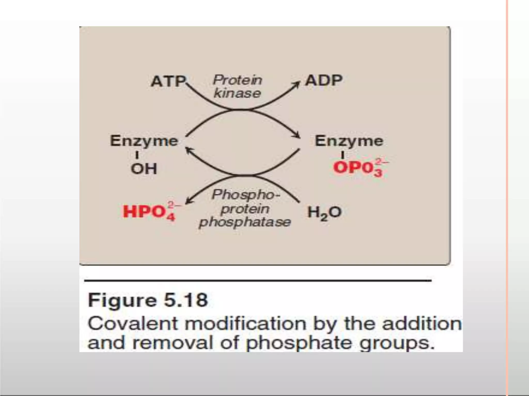 factors Affecting Enzyme activity | PPTX | Endocrine and Metabolic Diseases | Diseases and ...