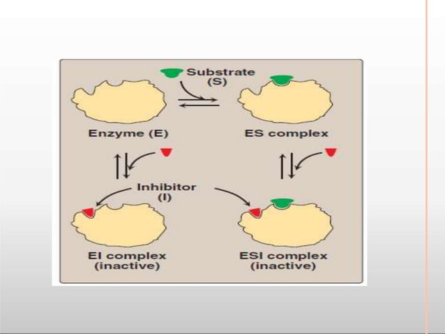factors Affecting Enzyme activity | PPTX | Endocrine and Metabolic Diseases | Diseases and ...