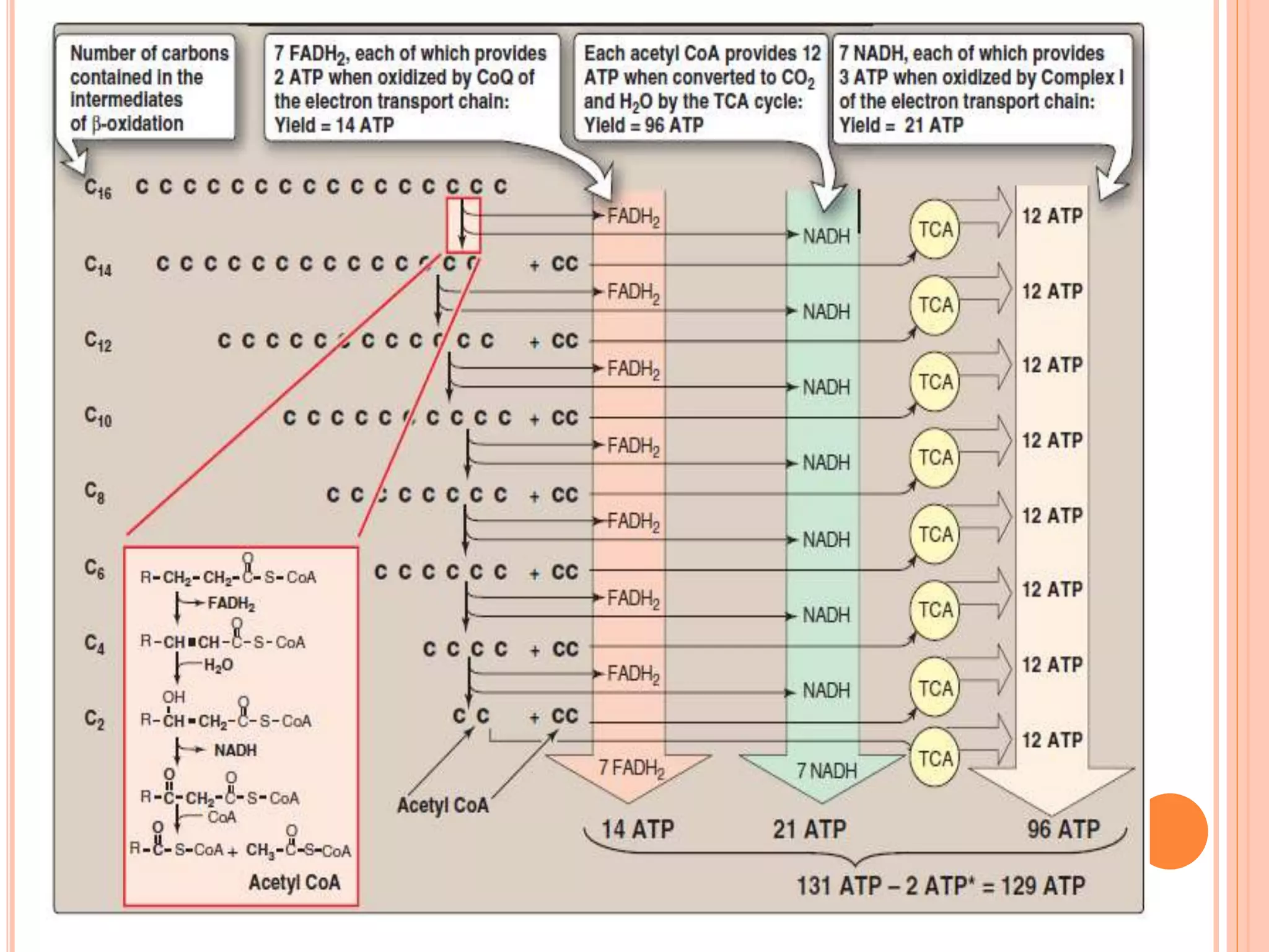 oxidation of alpha, beta fatty acid and unsaturated fatty acid | PPTX