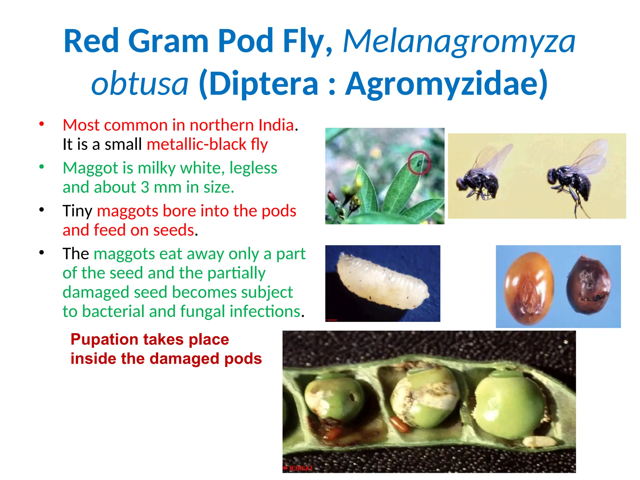 Lec 5 a - Red gram & Bengal gram.ppt and management | PPT
