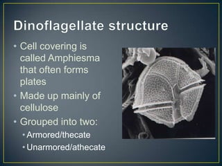 Lec5 Dinophyceae | PPSX