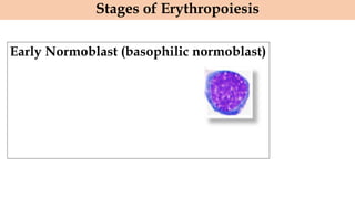 lec_5_hematology_erythropoiesis.pptx