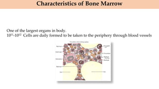 lec_5_hematology_erythropoiesis.pptx