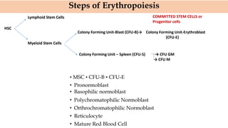 lec_5_hematology_erythropoiesis.pptx
