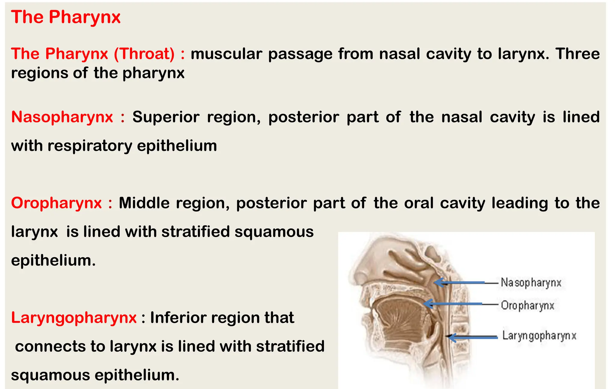 LEC 5 HISTOLOGY.pdf respiratory systems | PDF