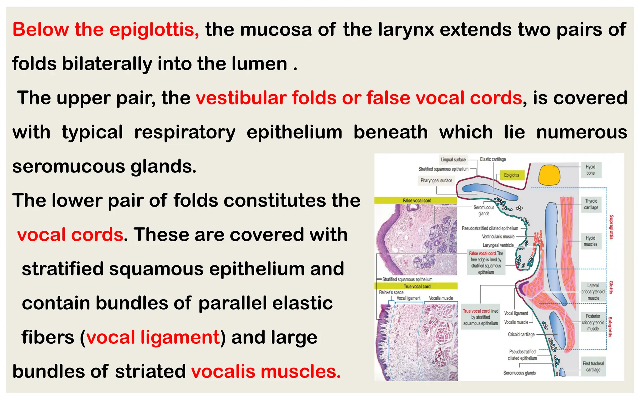 LEC 5 HISTOLOGY.pdf respiratory systems | PDF