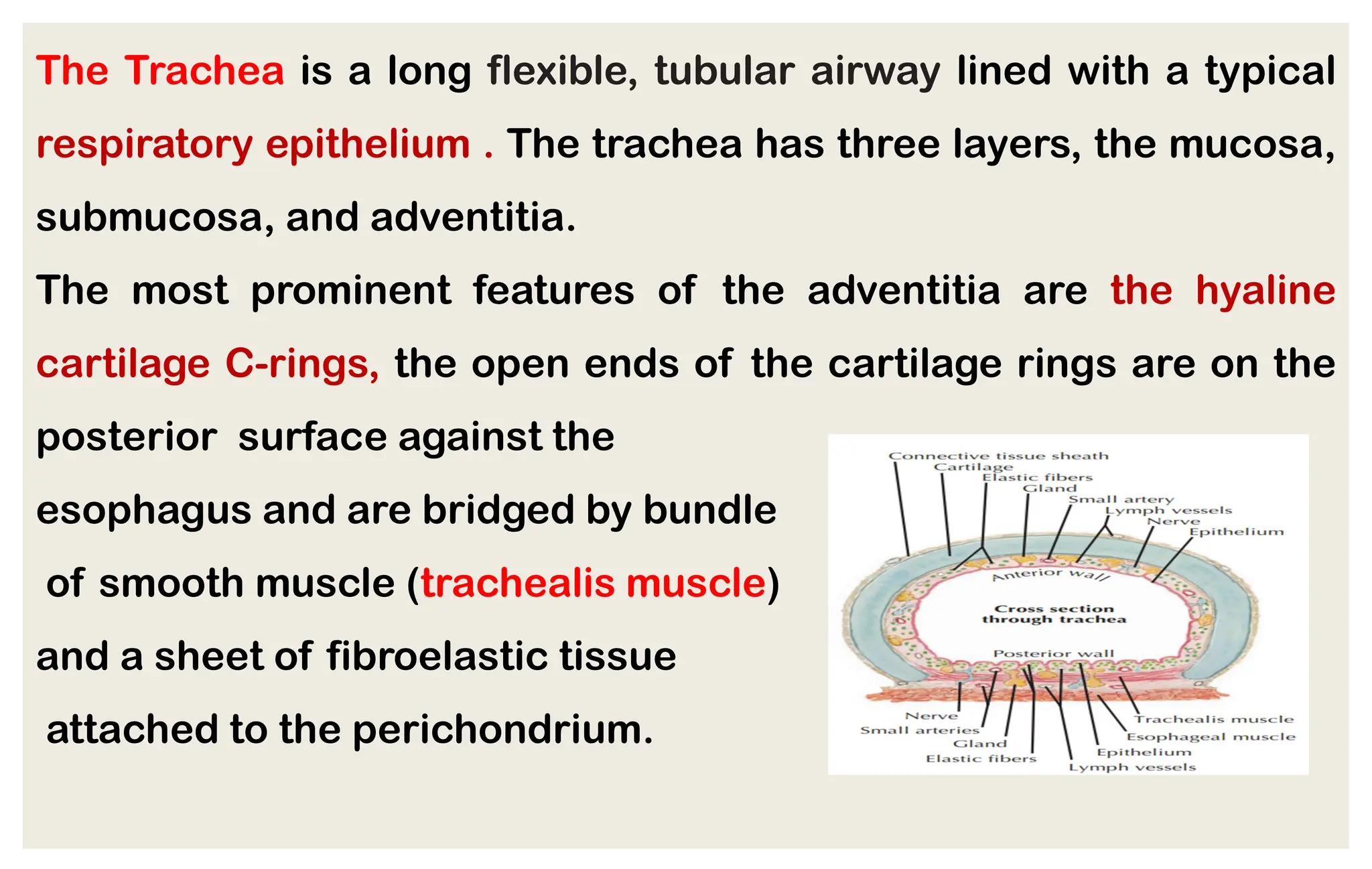 LEC 5 HISTOLOGY.pdf respiratory systems | PDF