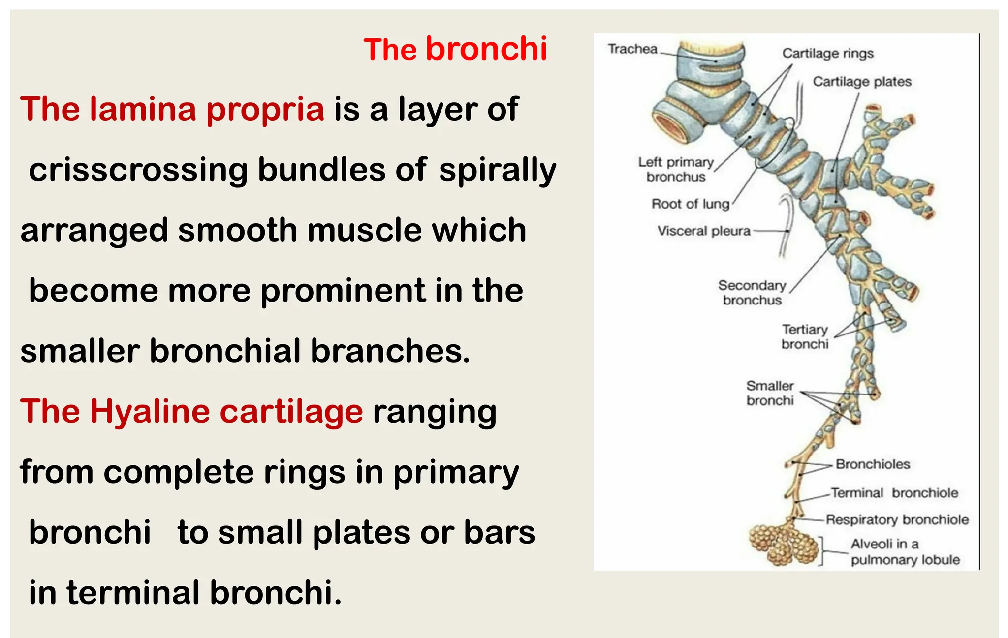 LEC 5 HISTOLOGY.pdf respiratory systems | PDF