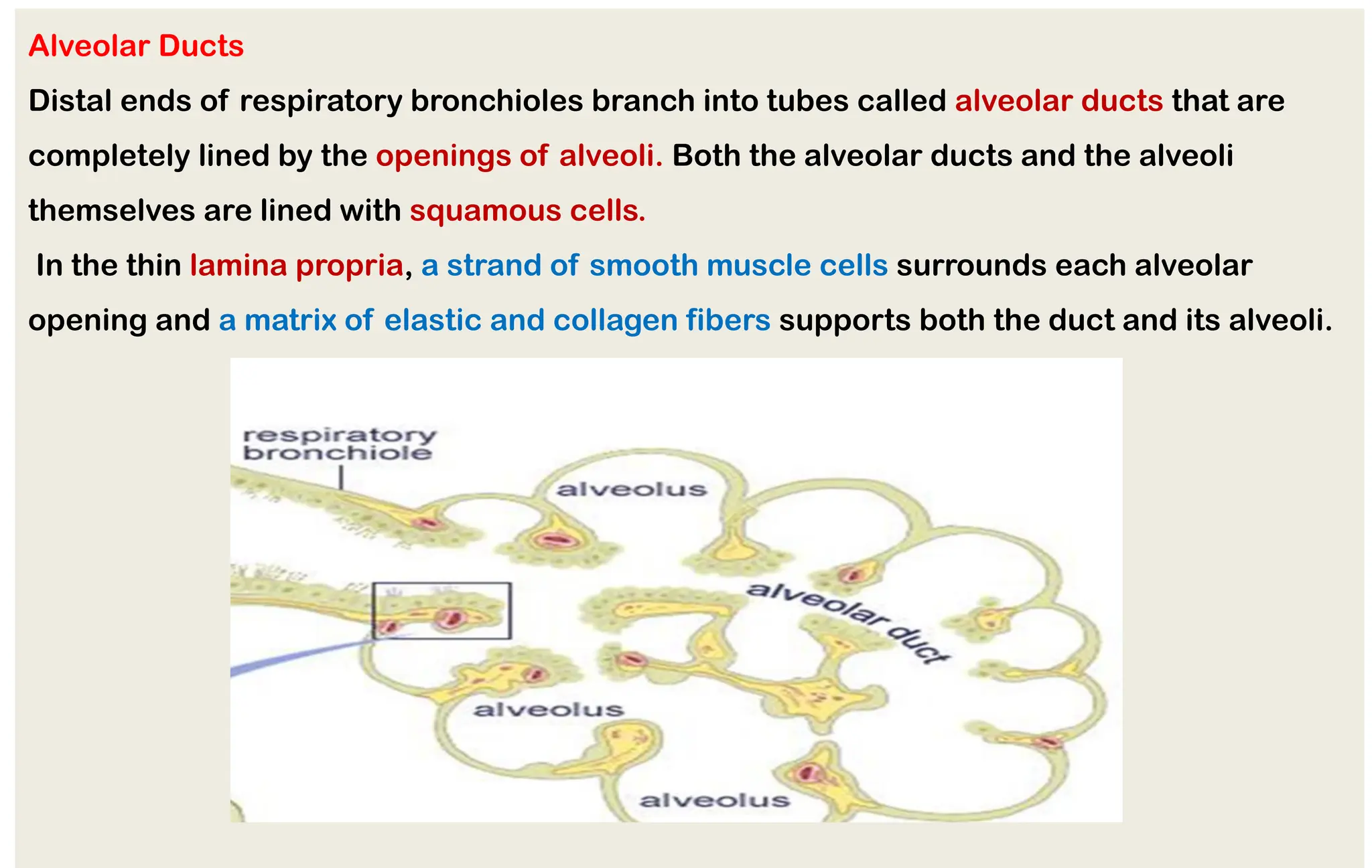 LEC 5 HISTOLOGY.pdf respiratory systems | PDF