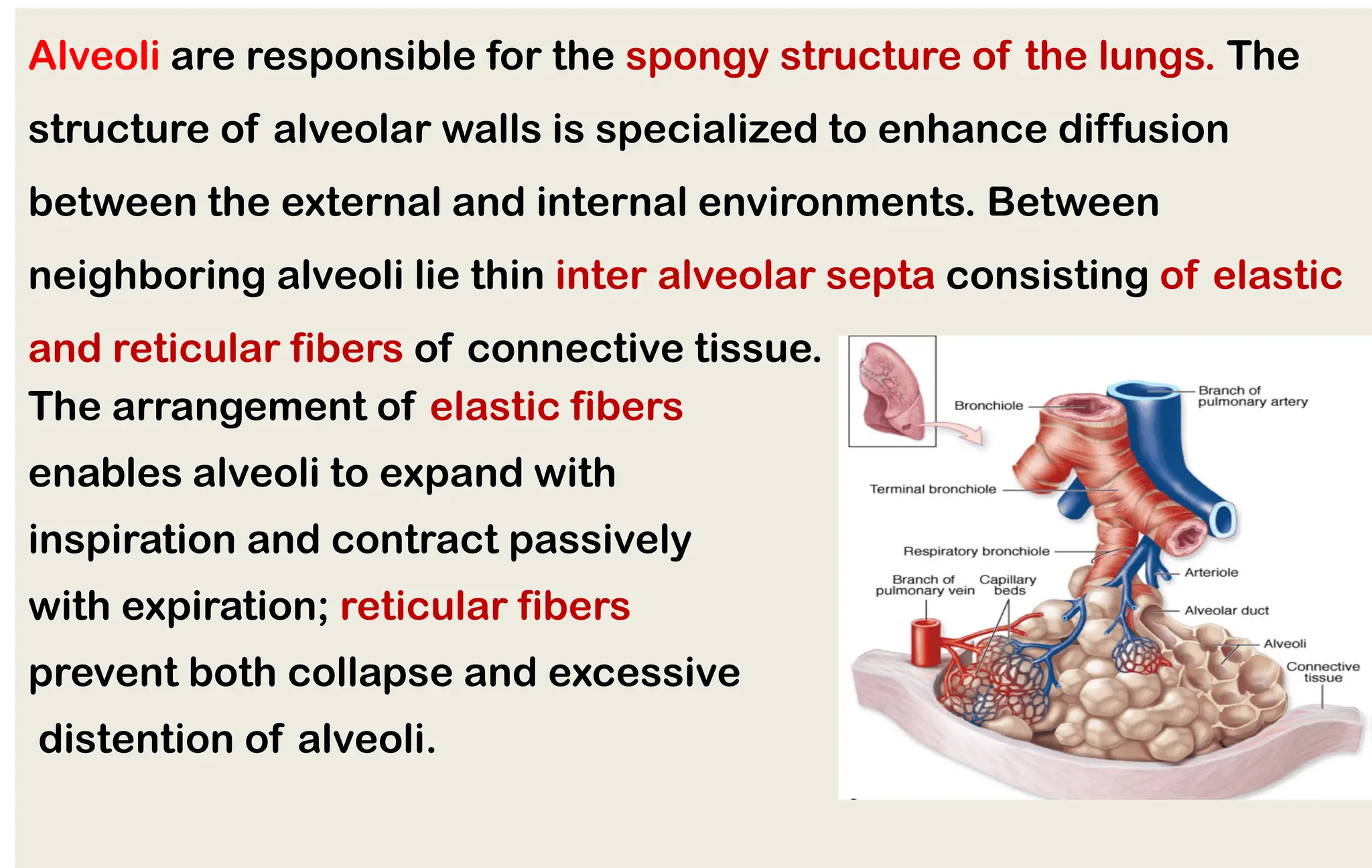 LEC 5 HISTOLOGY.pdf respiratory systems | PDF