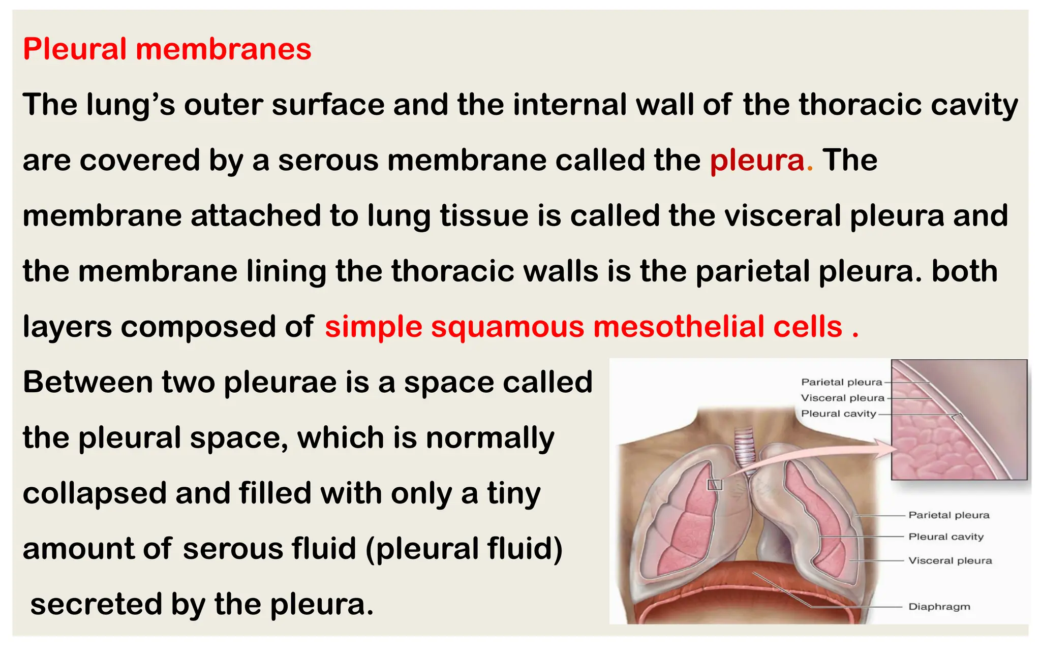 LEC 5 HISTOLOGY.pdf respiratory systems | PDF