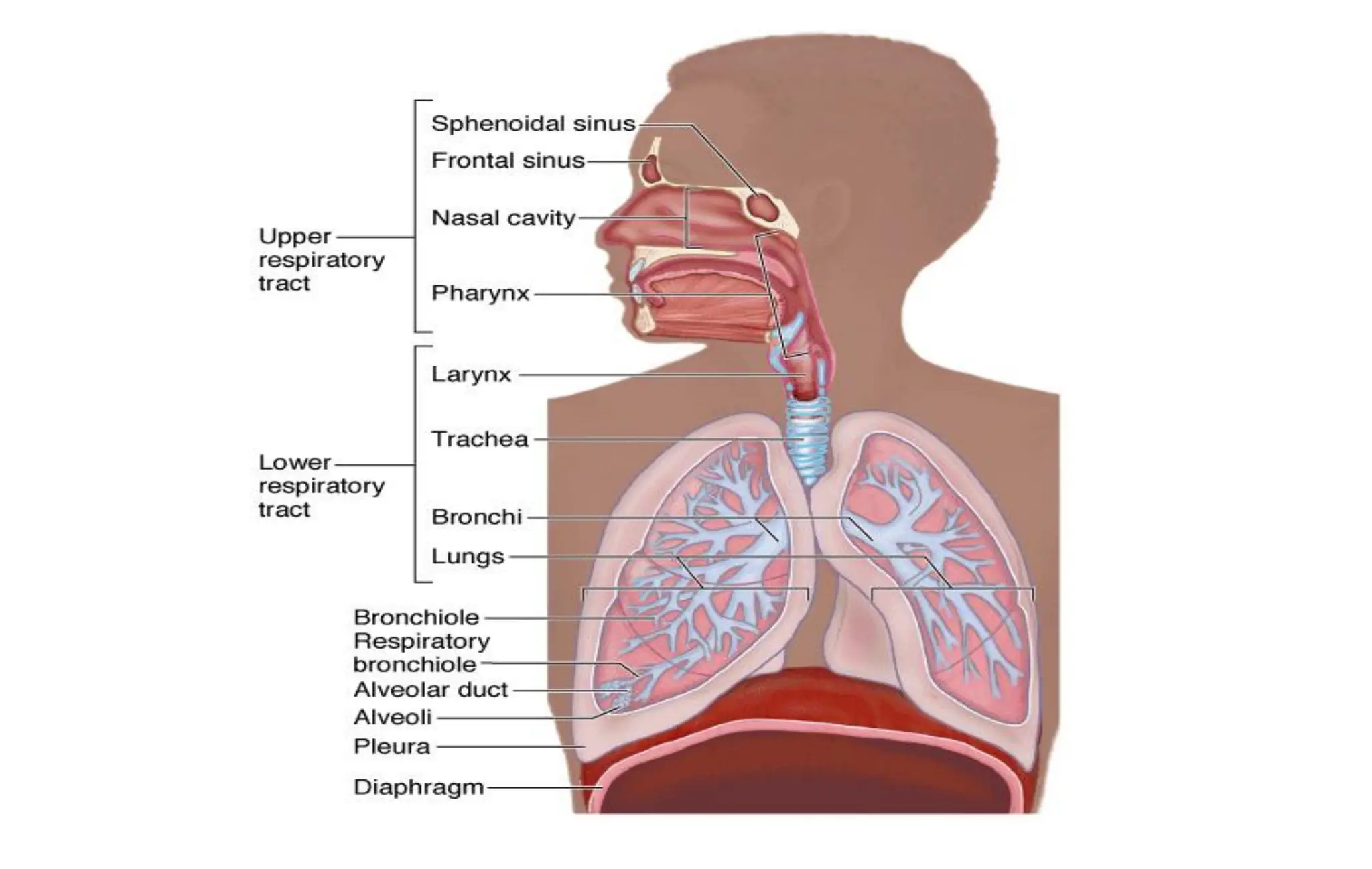LEC 5 HISTOLOGY.pdf respiratory systems | PDF