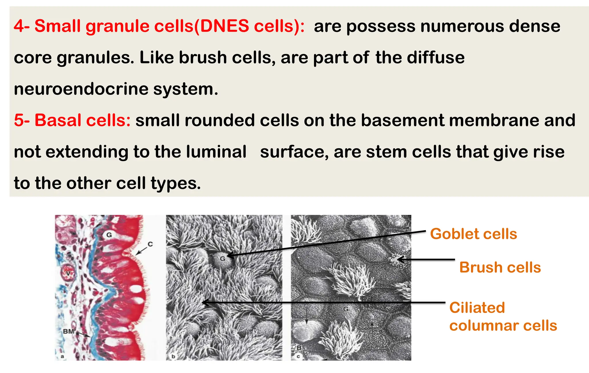 LEC 5 HISTOLOGY.pdf respiratory systems | PDF