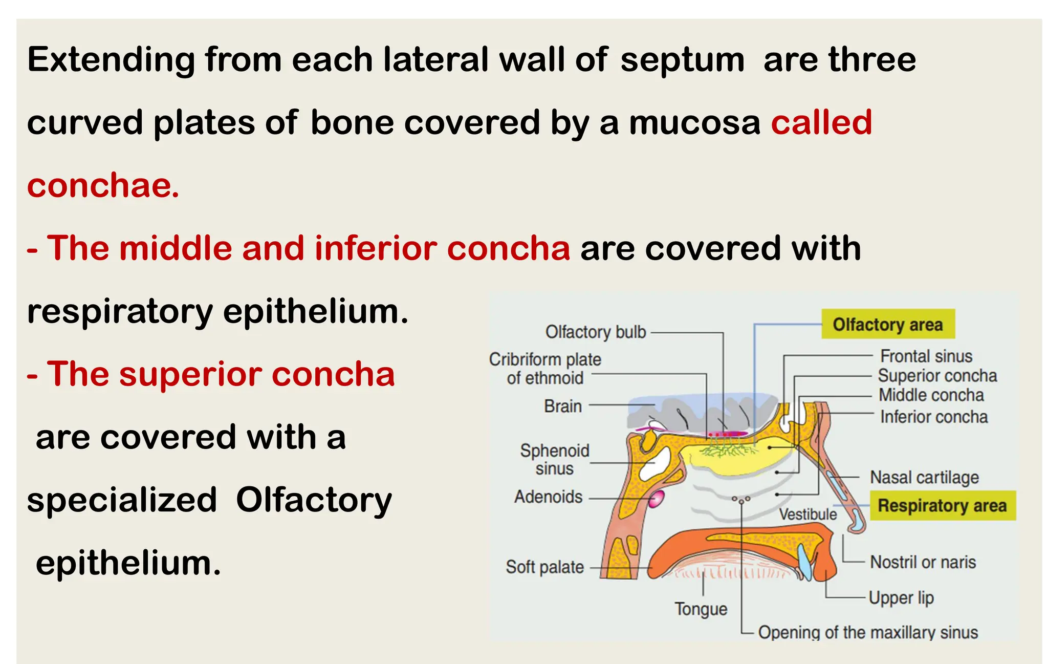 LEC 5 HISTOLOGY.pdf respiratory systems | PDF