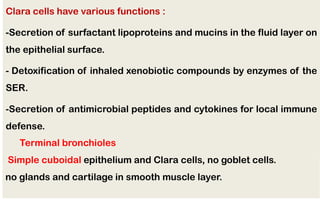 LEC 5 HISTOLOGY.pdf respiratory systems | PDF