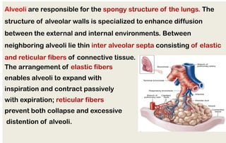 LEC 5 HISTOLOGY.pdf respiratory systems | PDF