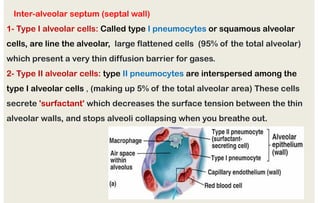 LEC 5 HISTOLOGY.pdf respiratory systems | PDF