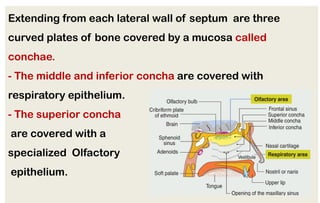 LEC 5 HISTOLOGY.pdf respiratory systems | PDF