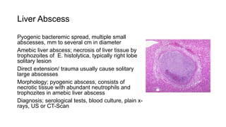 Inflammatory liver disease | PPTX