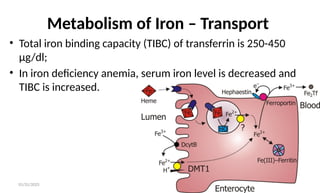 Lecture Five - Iron metabolism FINAL.pptx