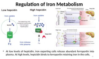 Lecture Five - Iron metabolism FINAL.pptx