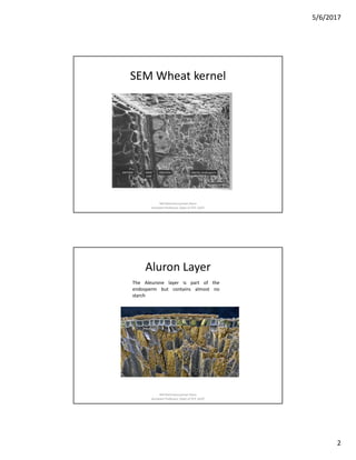 Milling of Wheat Flour | PDF