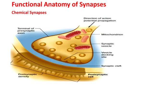 lec 5 NERVOUS SYSTEM_SYNAPSES_PPT_AKUNGA.pptx