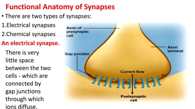 lec 5 NERVOUS SYSTEM_SYNAPSES_PPT_AKUNGA.pptx