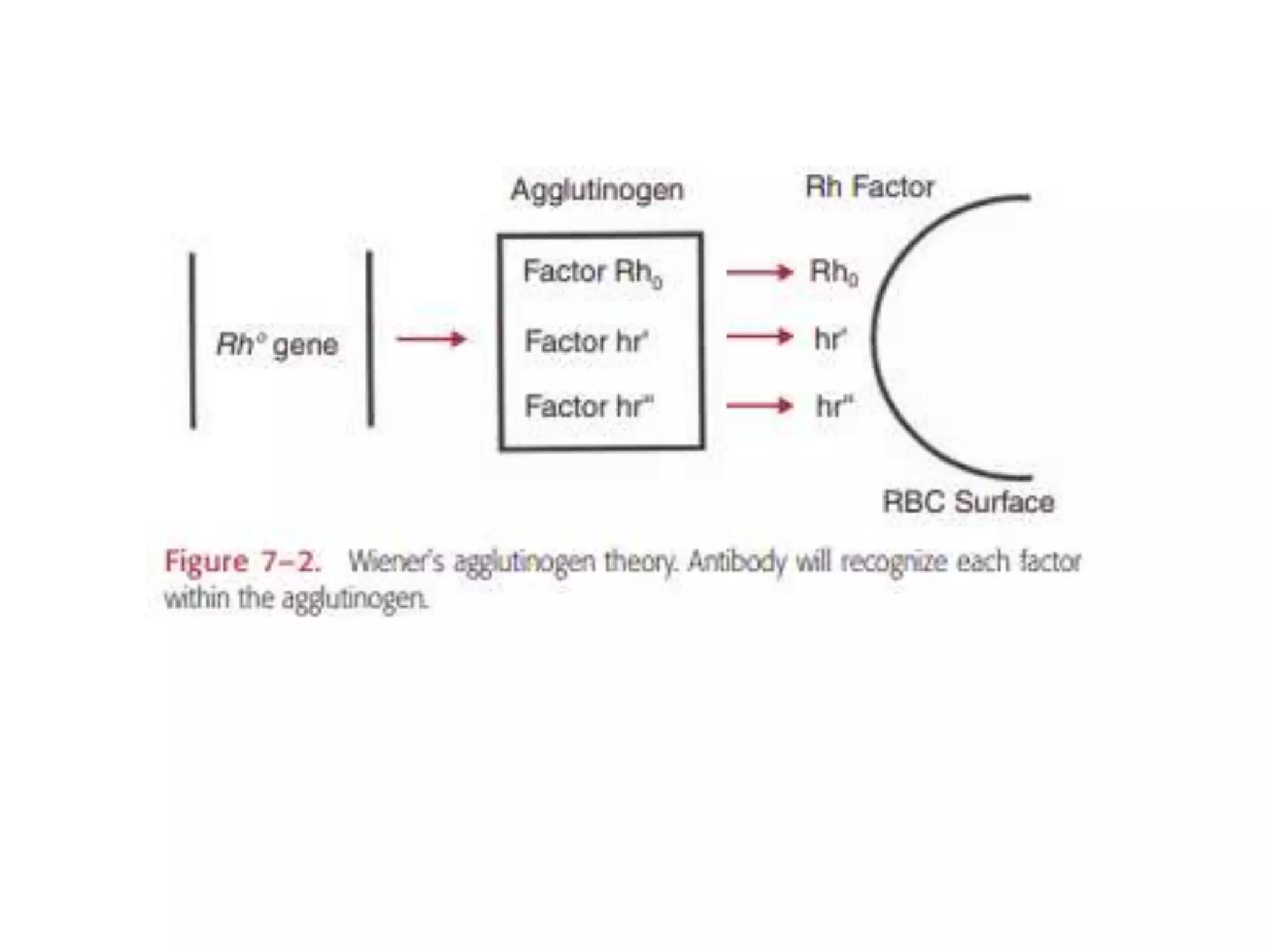 Lec 5 Rh system.pptx