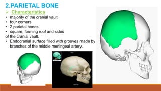 Lec 5 skull | PPT