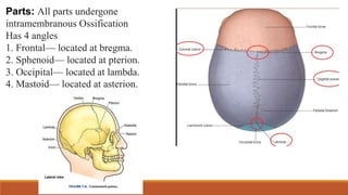 Lec 5 skull | PPT