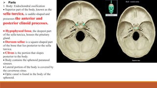 Lec 5 skull | PPT