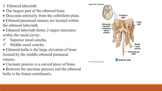 Lec 5 skull | PPT