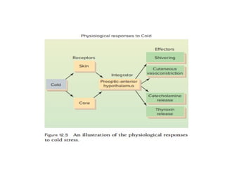 Temperature Regulation: Hot and Cold Acclimatization | PPTX